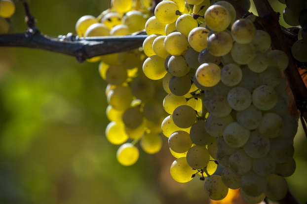 Wine Ingredients List | Folium Vineyard Marlborough